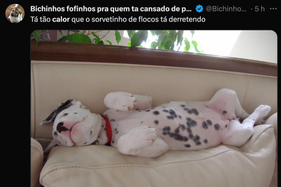 Memes sobre calor: brasileiro faz humor com calorão | DCI