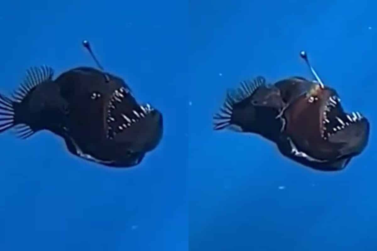 Raro: onde o Peixe Diabo Negro foi visto? | DCI